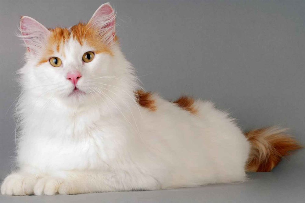 Le Turc de Van : Tout savoir sur la race de chat du lac de Van