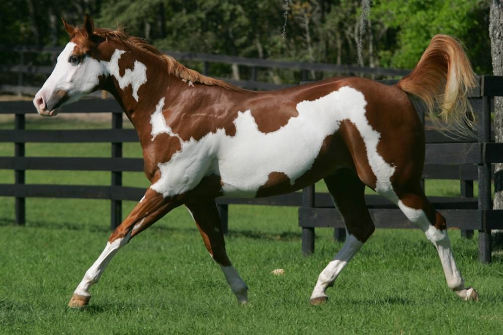Paint Horse : histoire, prix et guide complet ! - LeCoinAnimal